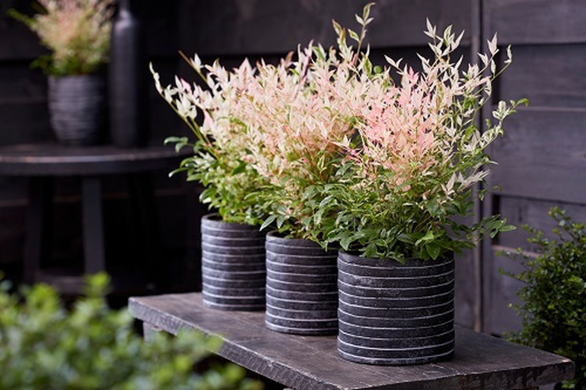 15 Stunning Types of Nandina Varieties to Brighten Your Garden