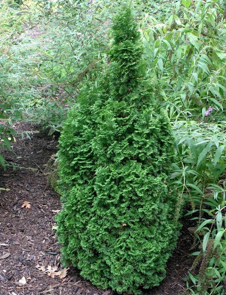 16 Stunning Arborvitae Varieties for Perfect Privacy Screens
