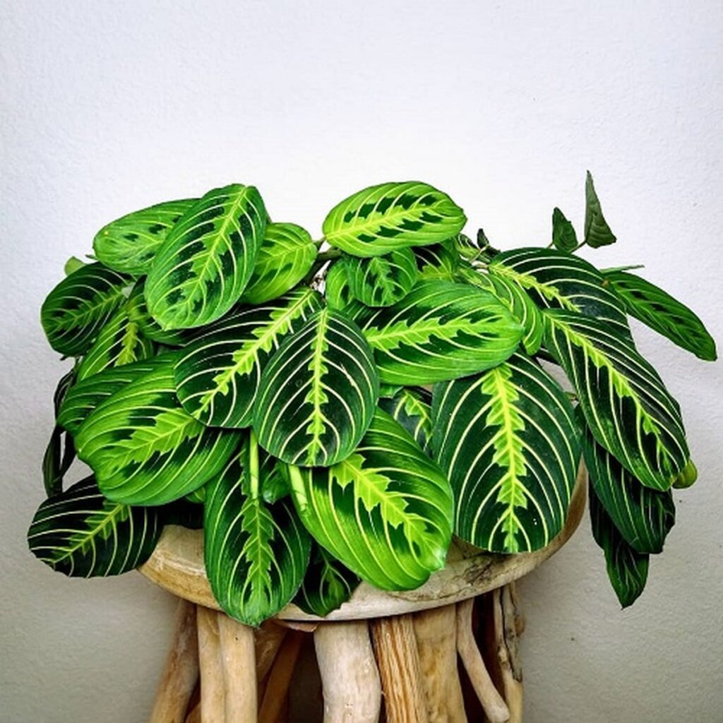 36 Lovely Dog Friendly Plants That Won't Harm Your Furry Friend