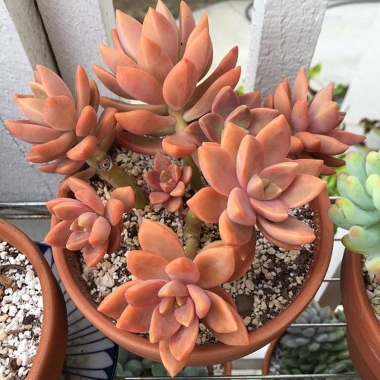 8 Fascinating Graptosedum Varieties for Your Succulent Garden