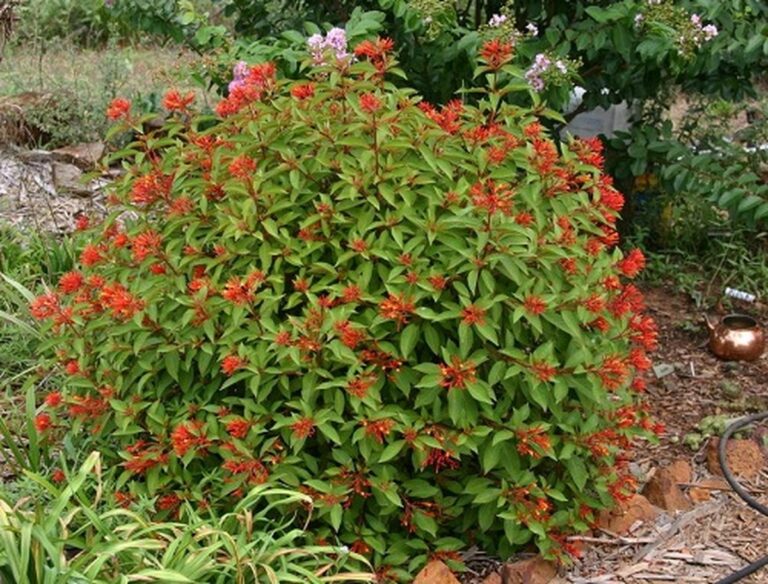 47 Beautiful Native Florida Flowers That Brighten Any Garden