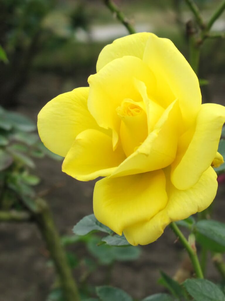 26 Beautiful Shade Tolerant Roses for Your Garden Hideaway