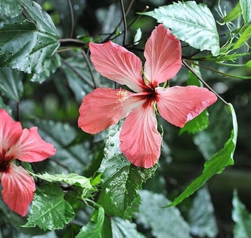 31 Stunning Types of Hibiscus: Explore Beautiful Varieties