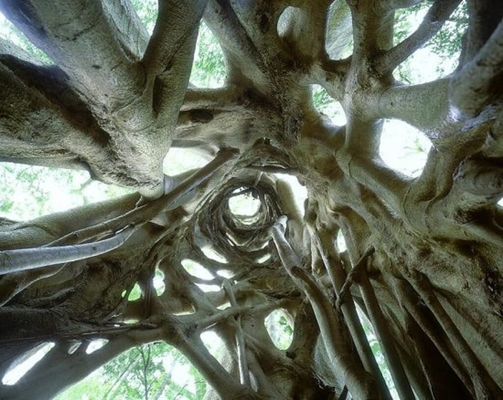 10 Greatest Magical Plants in Mythology
