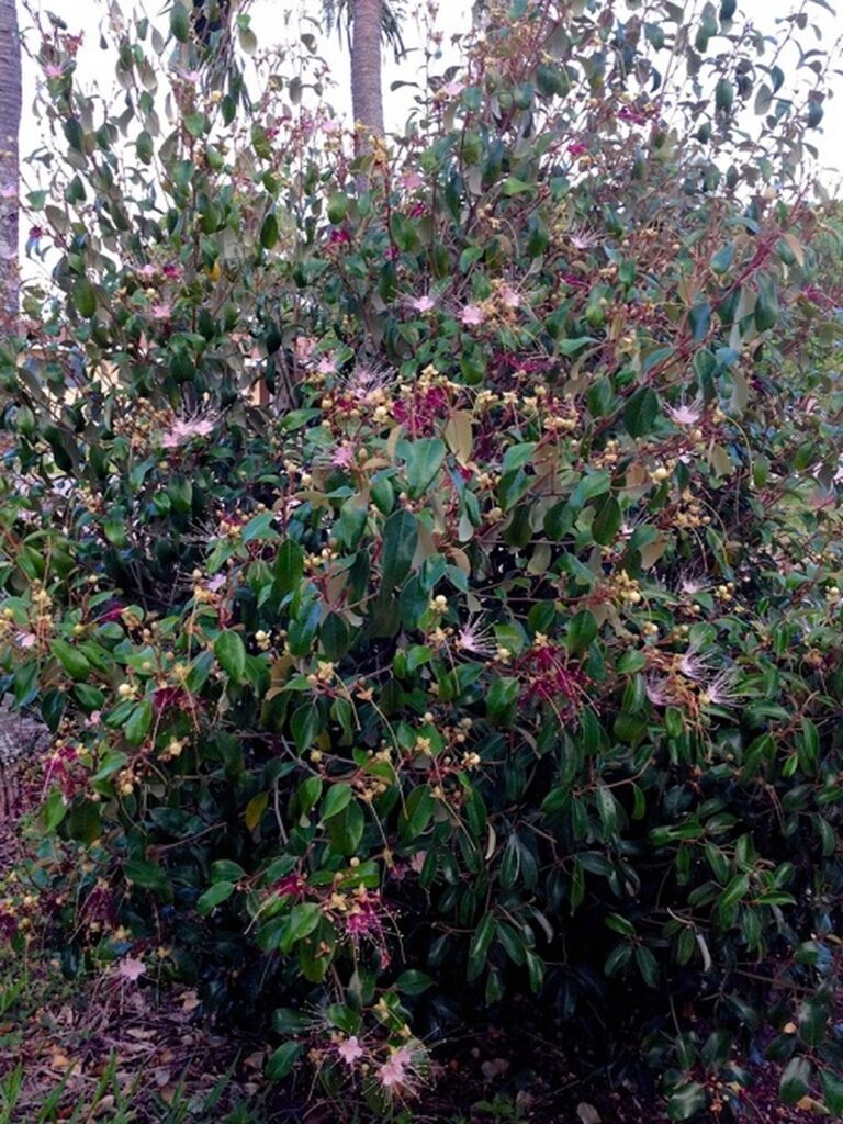 47 Beautiful Native Florida Flowers That Brighten Any Garden