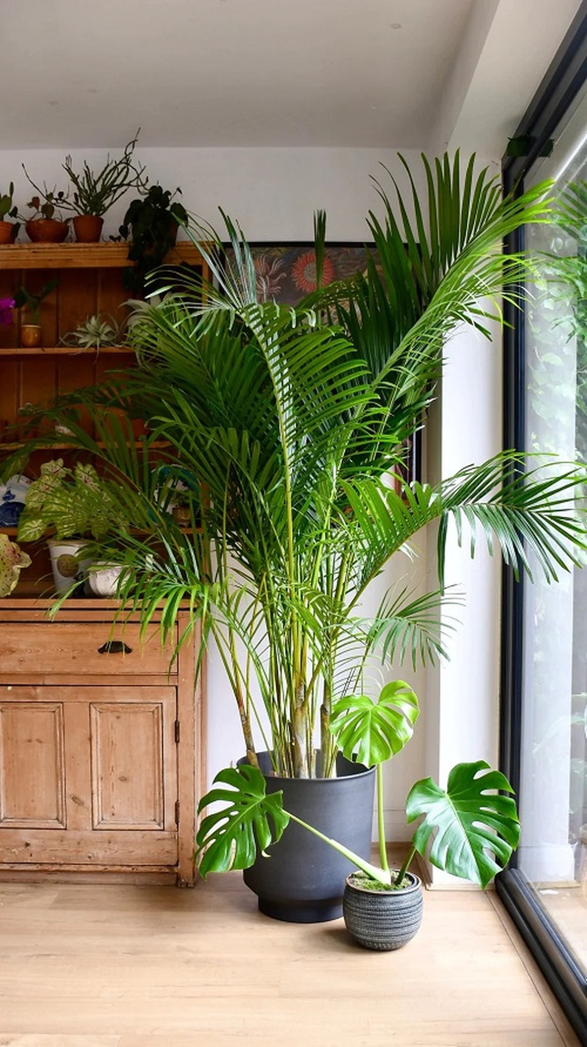 13 Gorgeous Indoor Trees Safe For Cats That Won't Harm Your Pet