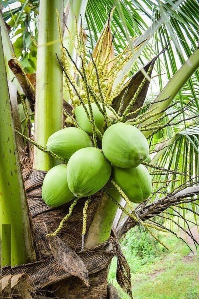 10 Different Palm Fruits to Enjoy from Vibrant Palm Trees