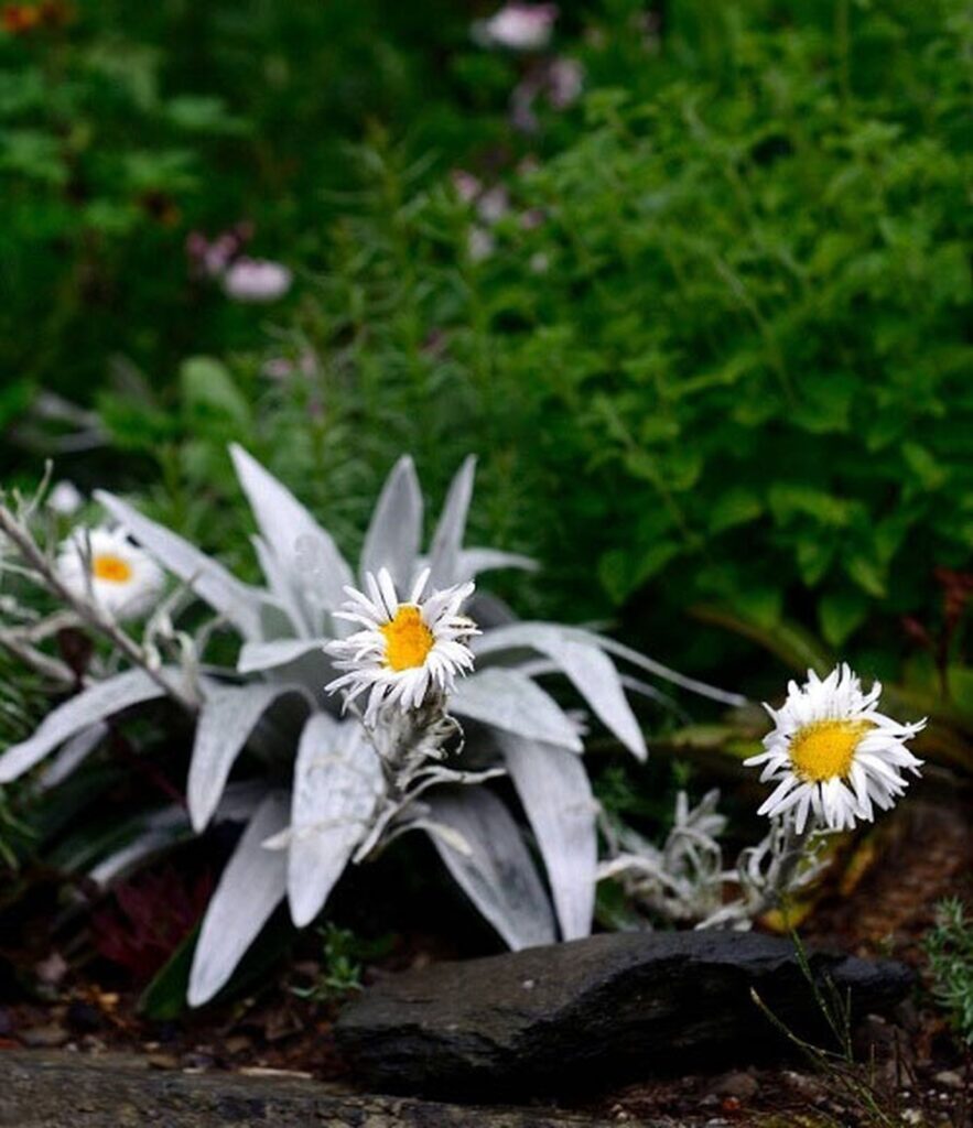 10 Stunning Gray Flower Names That Bloom with Elegance