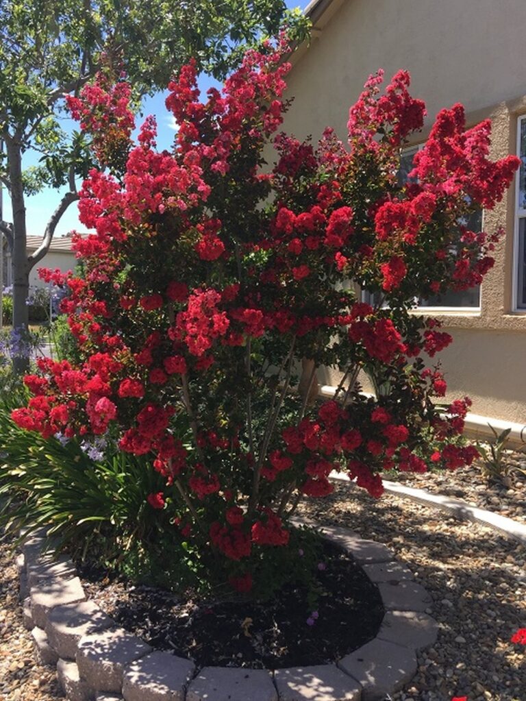 30 Stunning Landscaping Ideas with Crepe Myrtles to Transform Your Yard