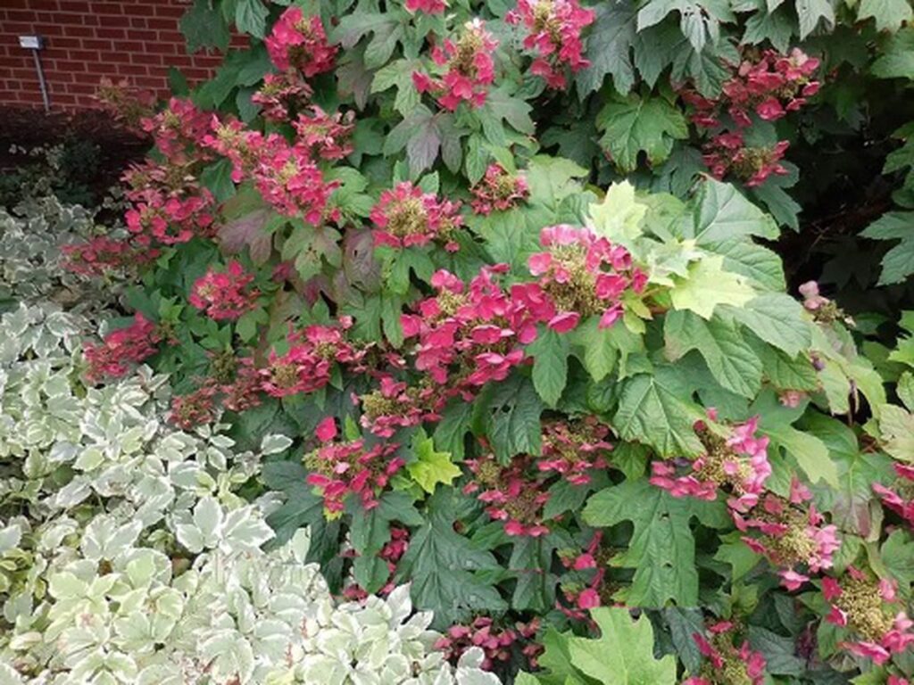 22 Breathtaking Oakleaf Hydrangea Varieties For Your Garden