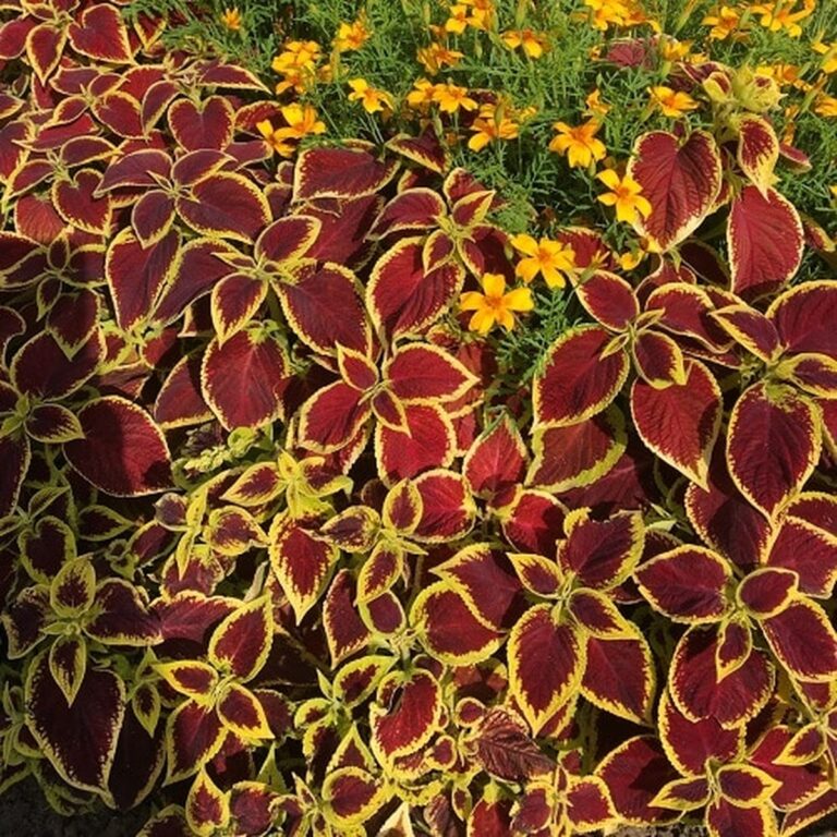 30 Gorgeous Coleus Varieties That Brighten Any Garden Space