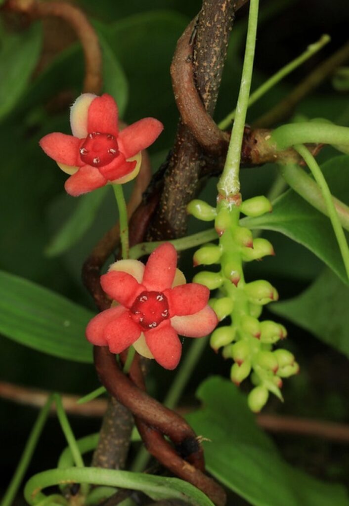 22 Breathtaking Rare and Most Endangered Flowers To Discover
