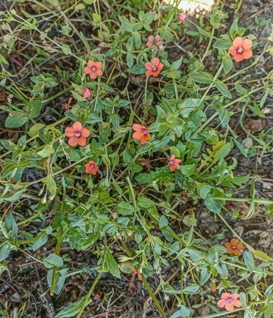 32 Exotic Orange Wildflowers to Brighten Your Garden