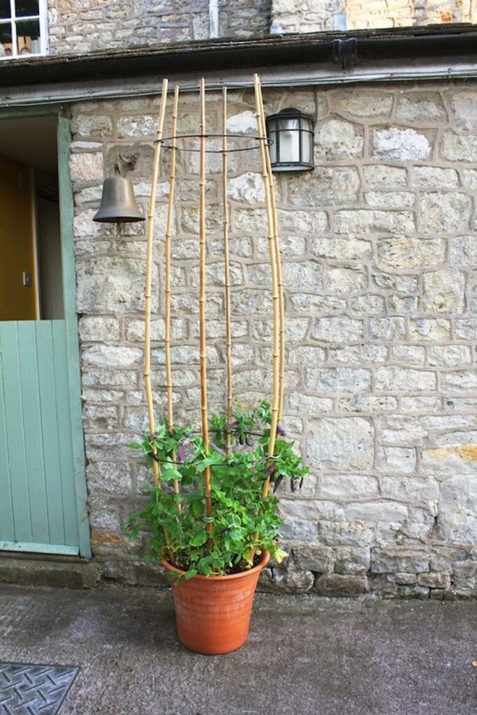 25 Genius Plant Support Ideas That Really Work