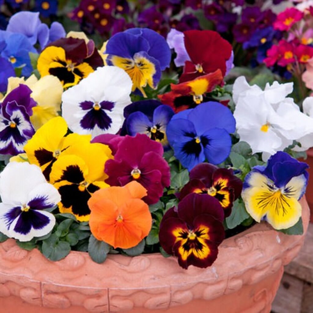 35 Stunning Multicolor Flowers That Will Brighten Your Garden
