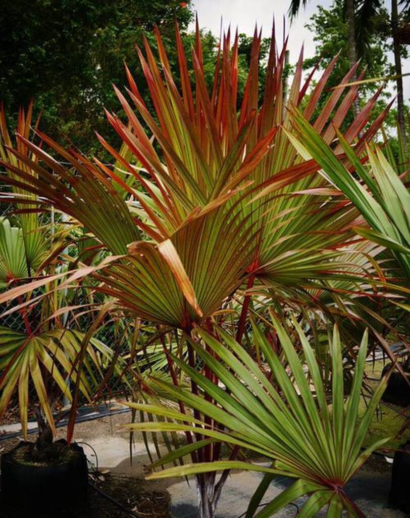 15 Vivid Red Tropical Plants for Indoor and Outdoor Appeal