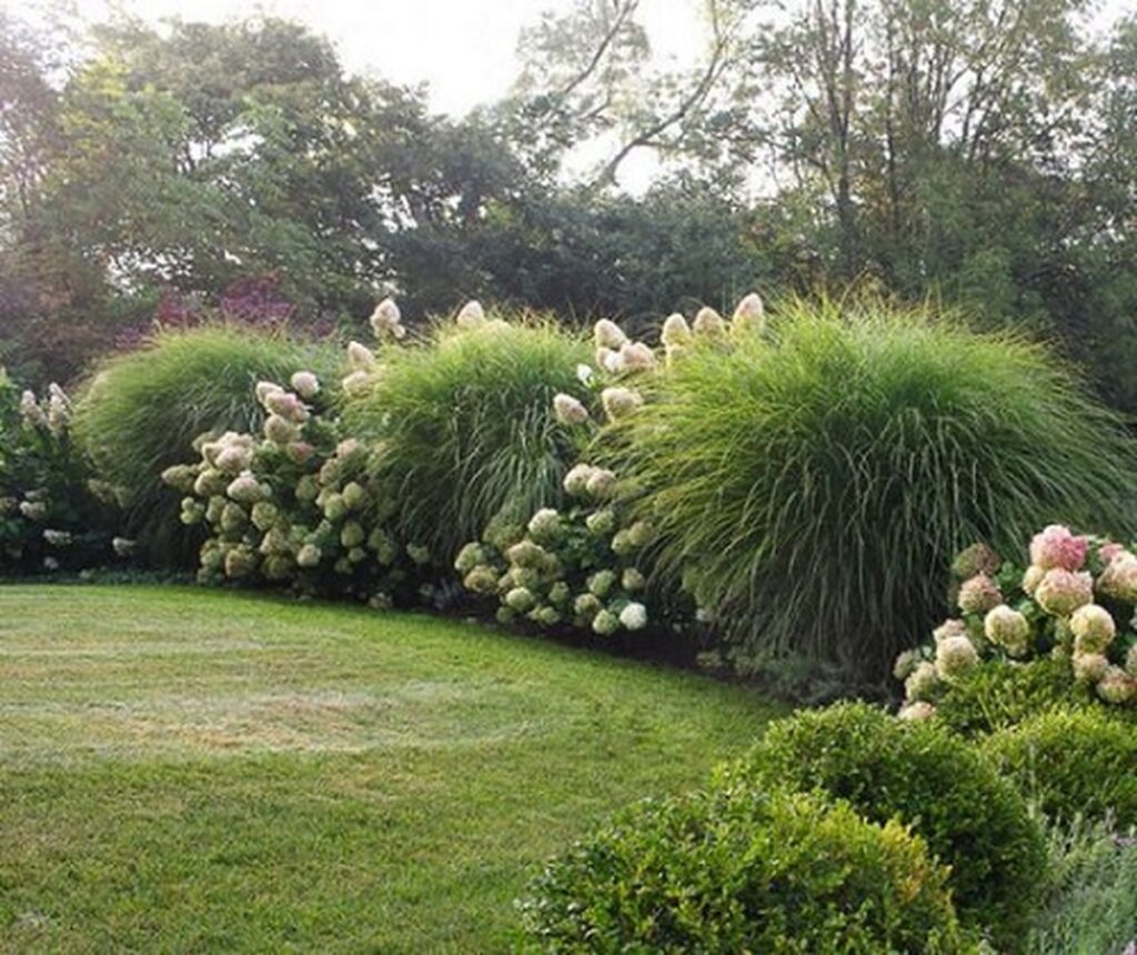 25 Brilliant Tall Grass Privacy Ideas for Your Garden Oasis