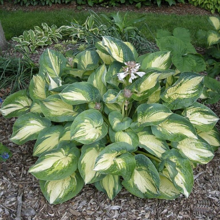 25 Stunning Purple Hostas To Brighten Your Garden Space