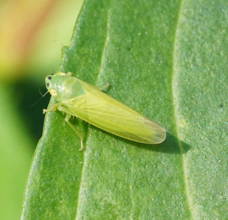 12 Fascinating Green Bugs That Look Like Leaves - Nature's Tricksters