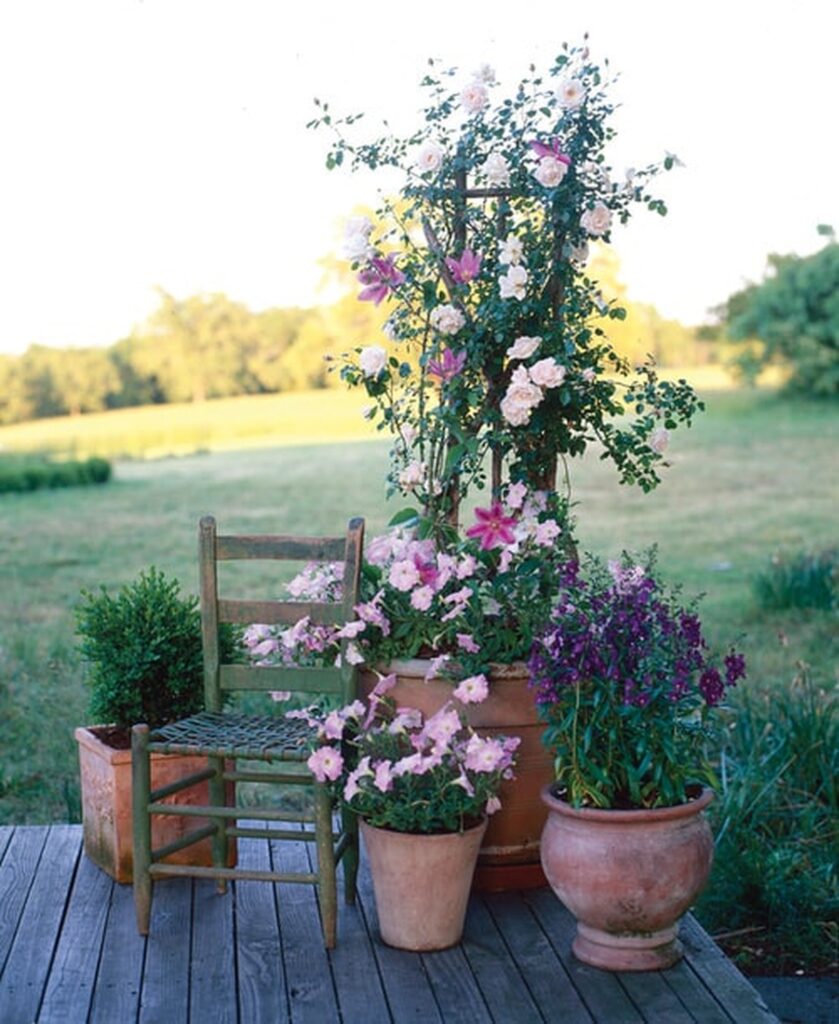 35 Gorgeous Pictures of Roses in Pots That Will Inspire You