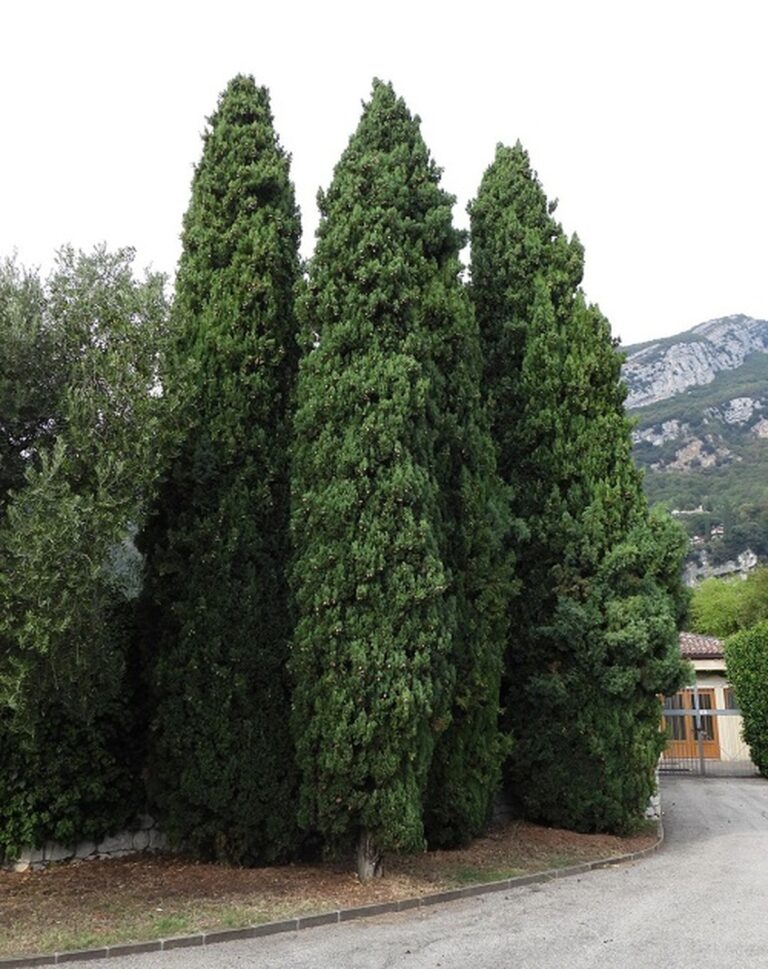 28 Stunning Tall Skinny Trees for Your Perfect Garden Oasis
