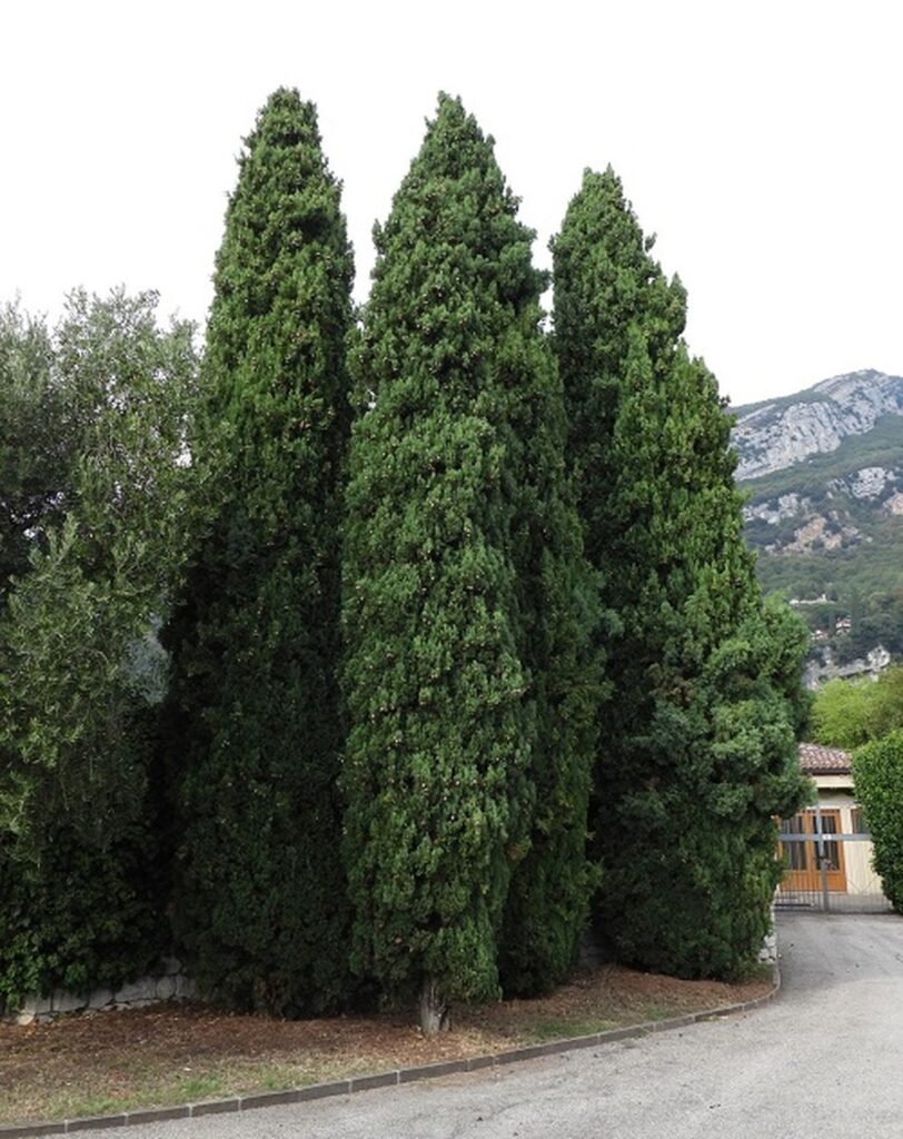 28 Stunning Tall Skinny Trees for Your Perfect Garden Oasis