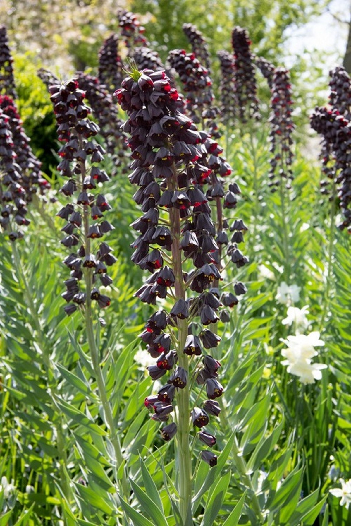 12 Stunning Red and Black Flowers to Brighten Any Garden
