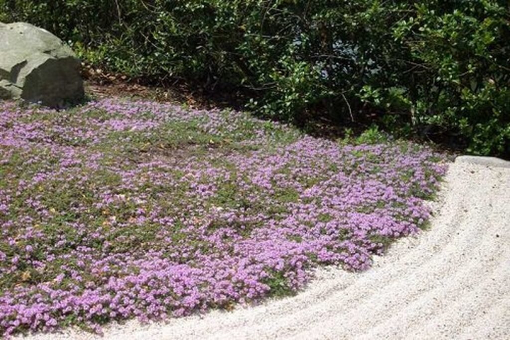 21 Beautiful Walkable Ground Covers for a Dreamy Garden