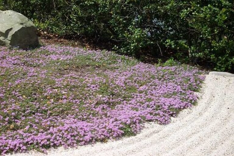 21 Beautiful Walkable Ground Covers for a Dreamy Garden