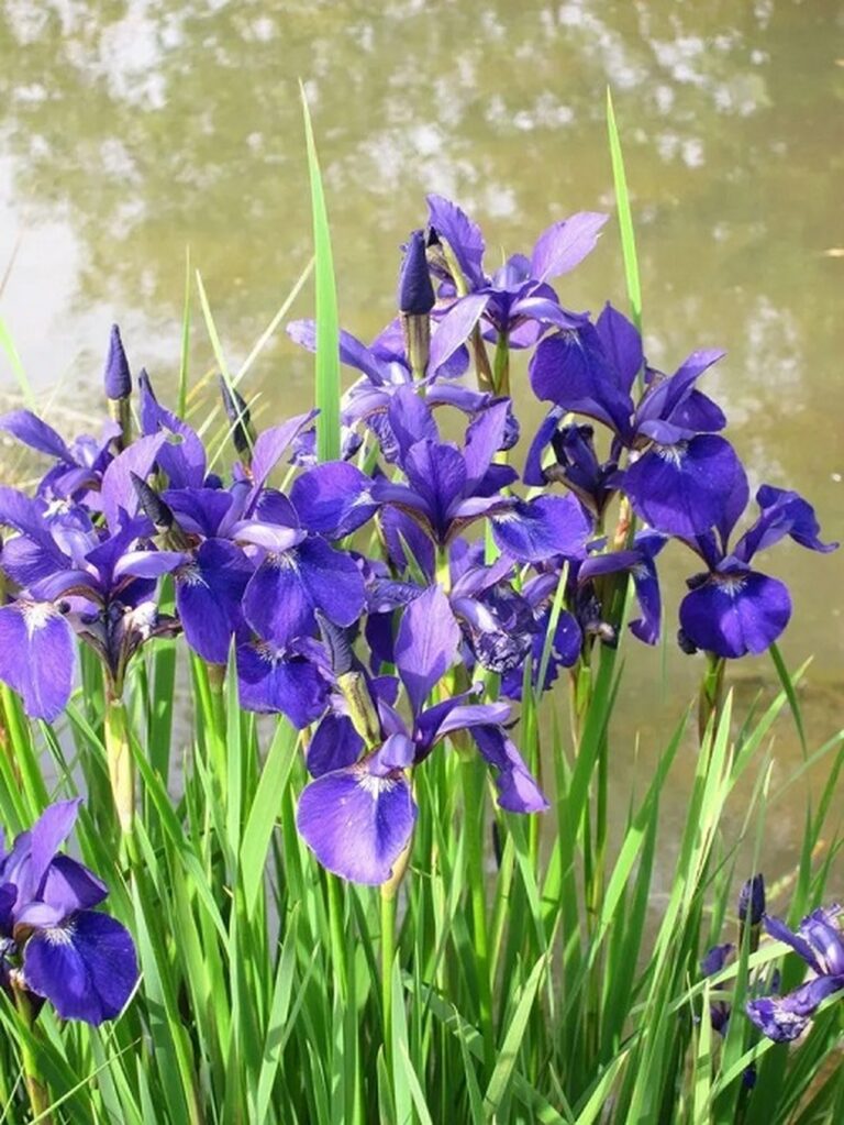 25 Powerful Flowers That Represent Strength - Nature's Warriors!