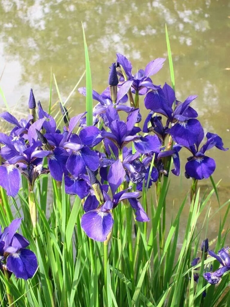 25 Powerful Flowers That Represent Strength - Nature's Warriors!