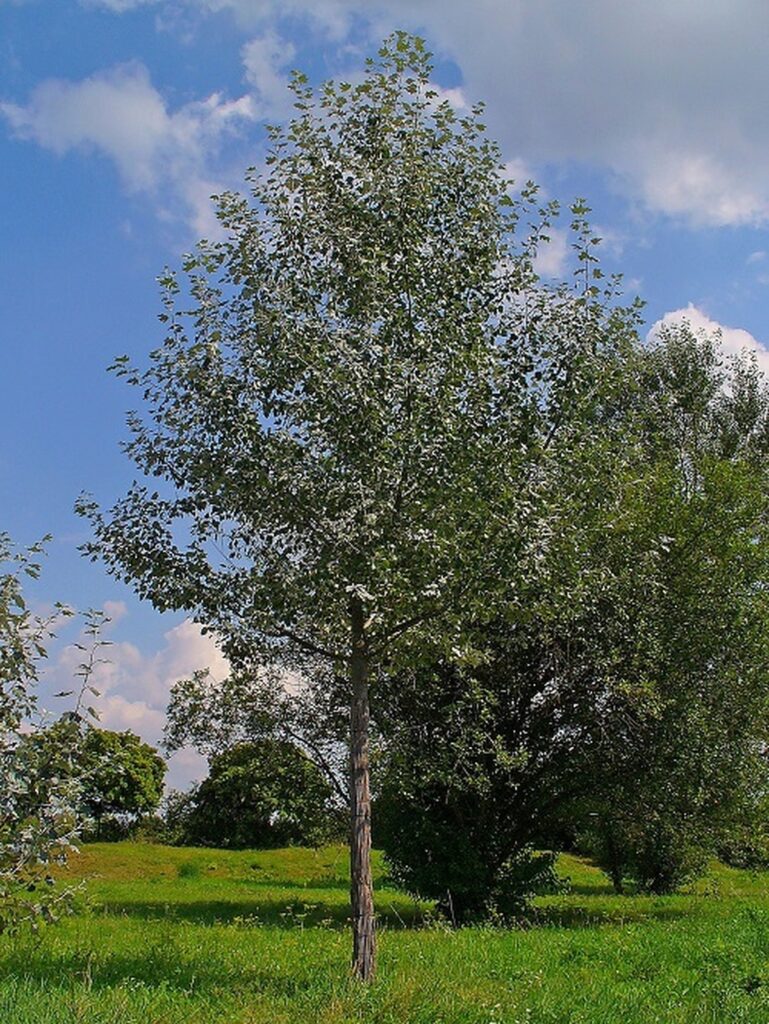 43 Must-Known Trees That Start With S