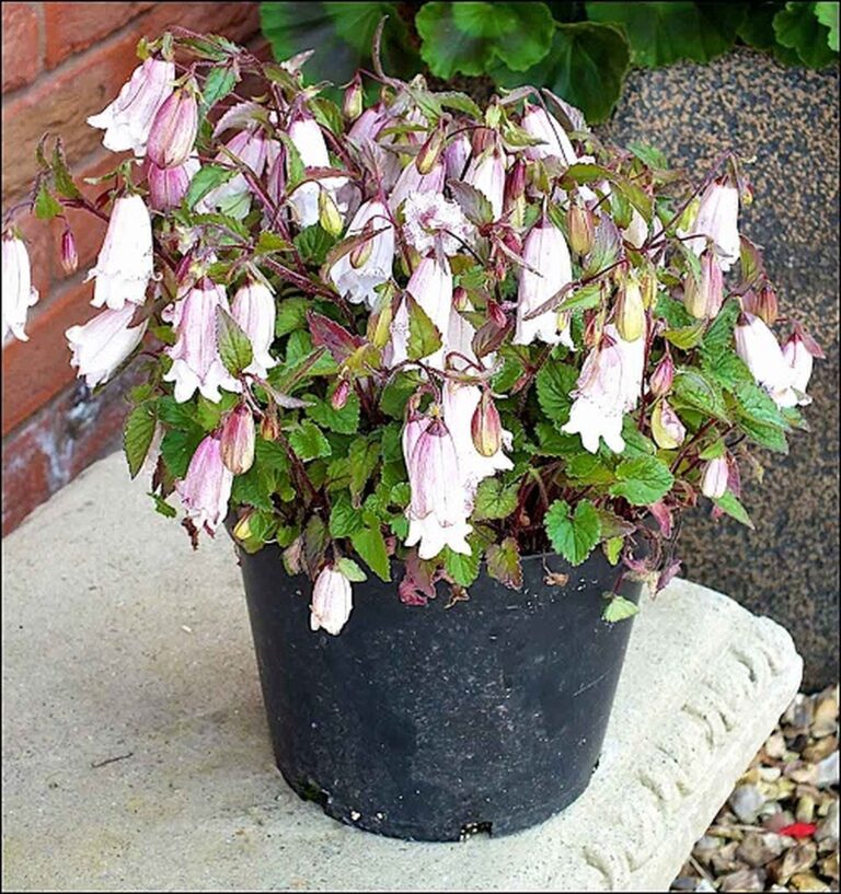 16 Beautiful Types of Campanula That Will Brighten Your Garden