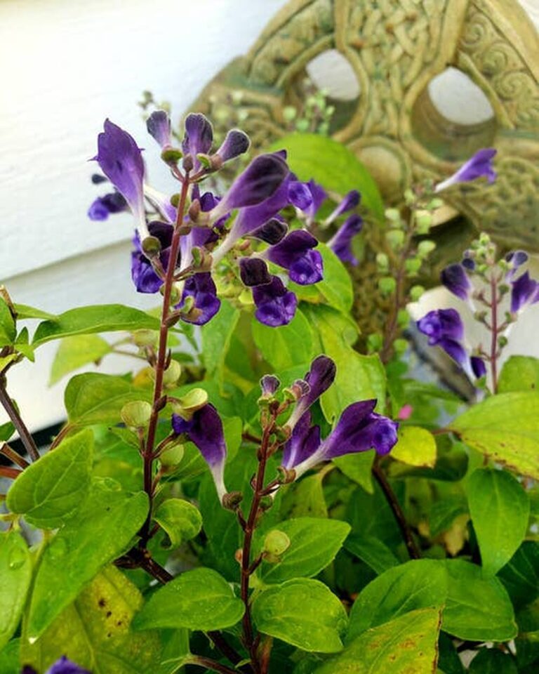 30 Stunning Weeds with Blue Flowers That Brighten Any Garden