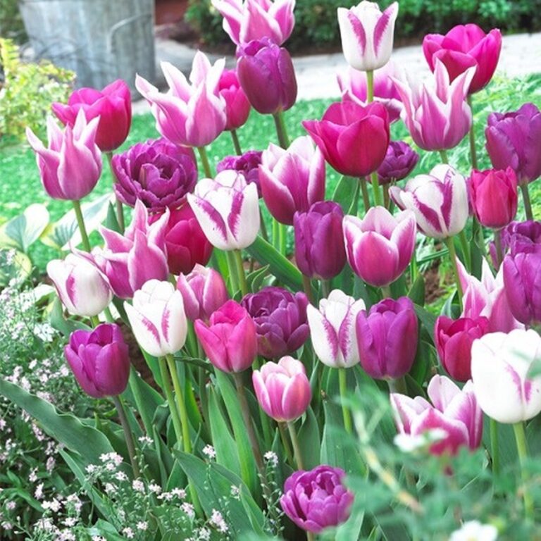 18 Stunning Purple Tulips to Beautify Your Garden
