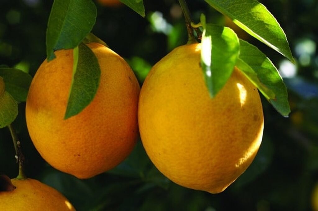 22 Different Types of Lemons (with Pictures)