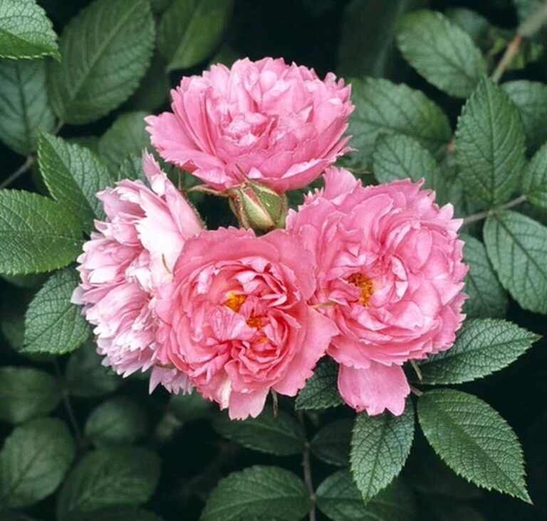 26 Beautiful Shade Tolerant Roses for Your Garden Hideaway