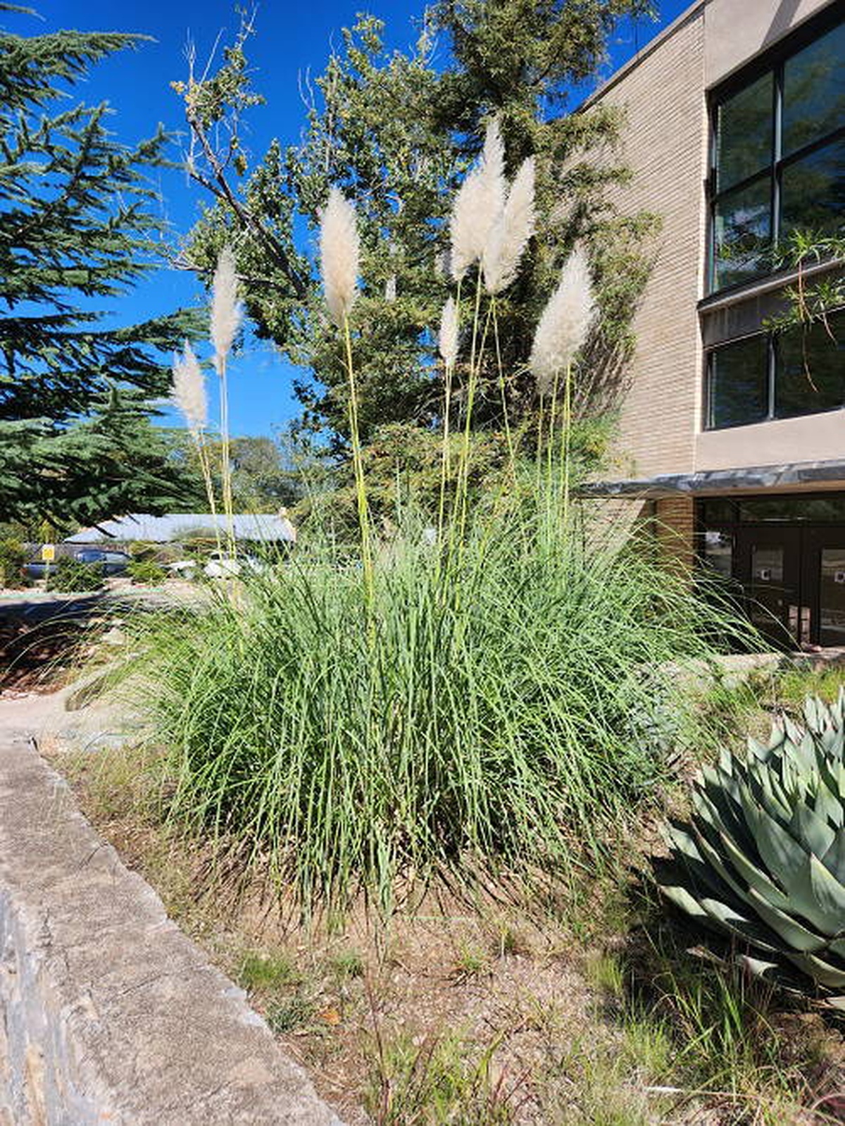 12 Fascinating Plants That Look Just Like Corn But Aren't