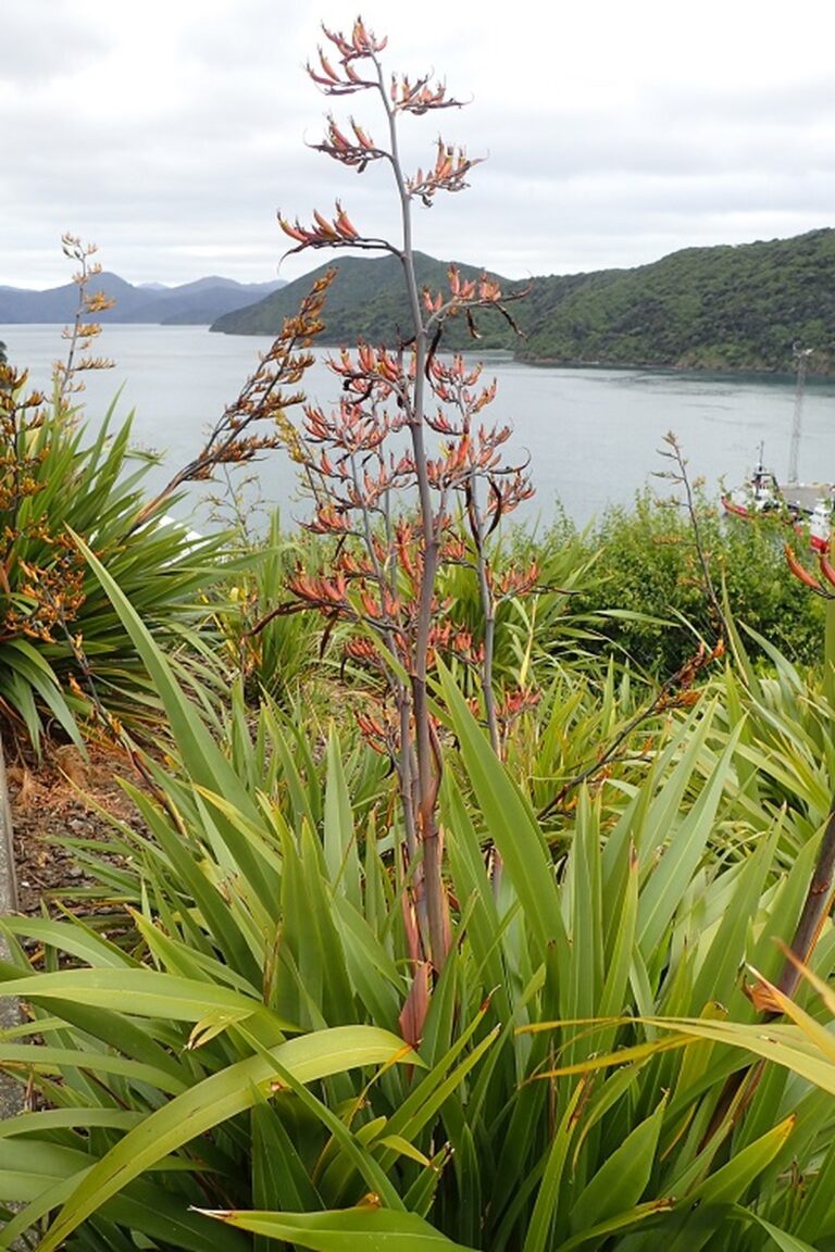 19 Stunning Beach Plants for Indoor and Home Garden Bliss