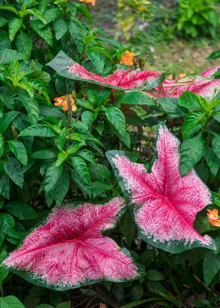 18 Breathtaking Artistic Plants That Transform Any Space