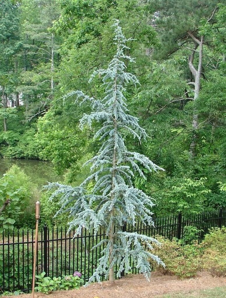 28 Stunning Tall Skinny Trees for Your Perfect Garden Oasis