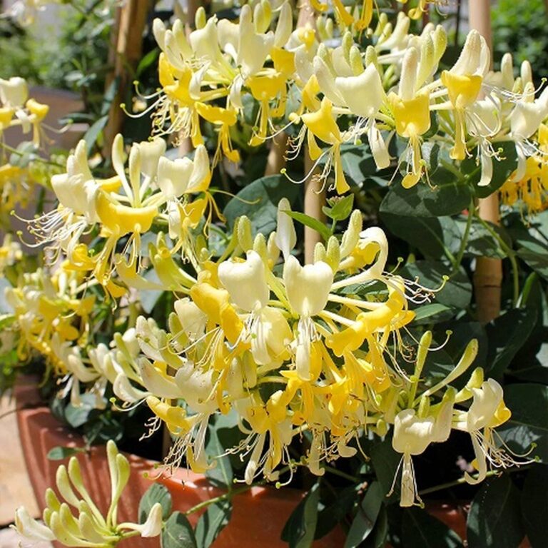 23 Beautiful Honeysuckle Varieties to Brighten Your Garden