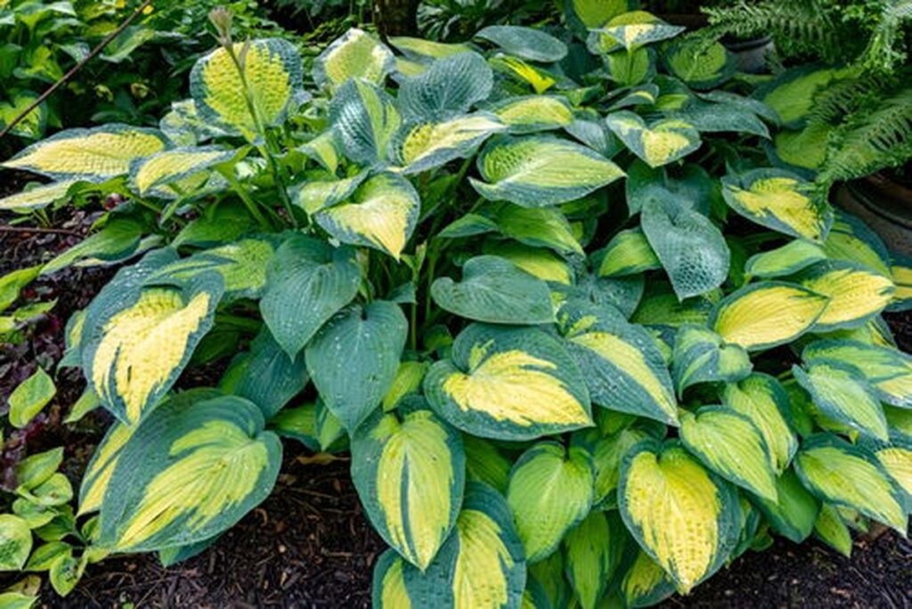 59 Stunning Types of Hostas: Discover These Beautiful Varieties