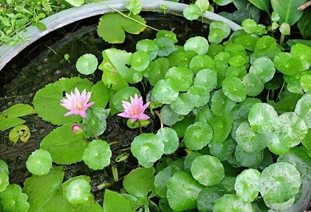 15 Stunning Plants That Look Like Lily Pads for Your Garden
