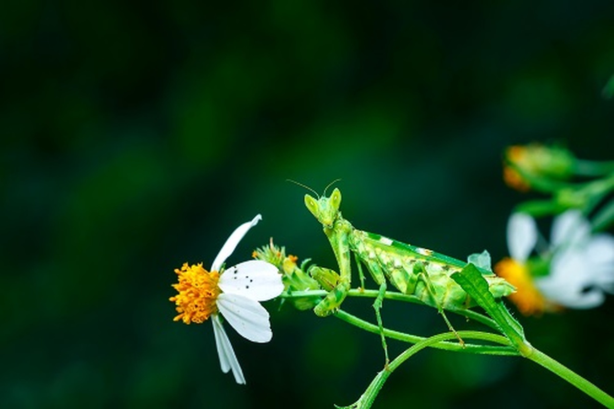 Fascinating Praying Mantis Facts & Their Surprising Diet