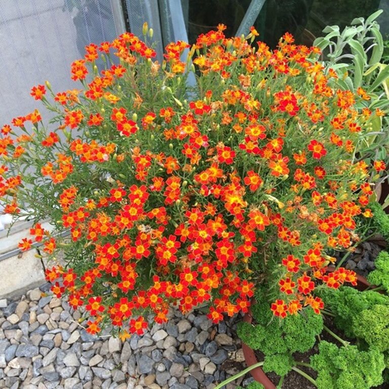 14 Effective Plants That Keep Lizards Away From Home & Garden