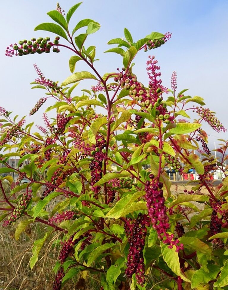 20 Exotic Weeds With Red Vines and Stems to Discover