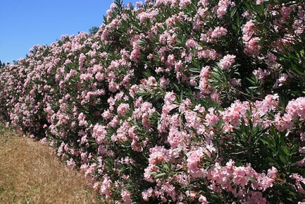 47 Beautiful Hedge Plants to Create a Perfect Green Boundary