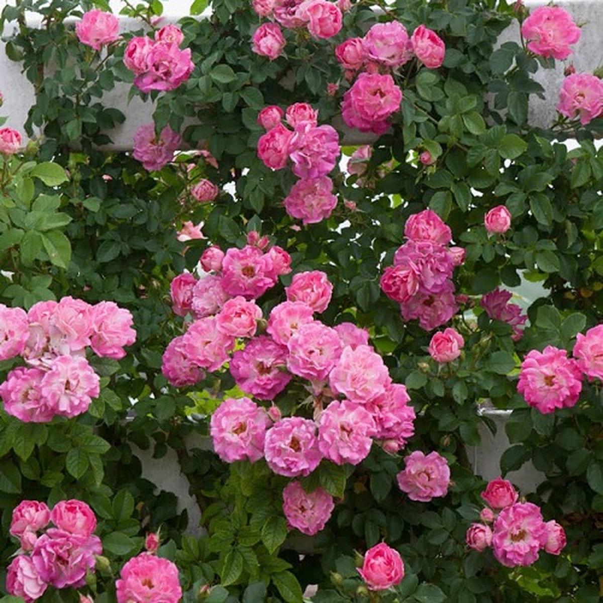 12 Adorable Smallest Rose Varieties for Containers to Know