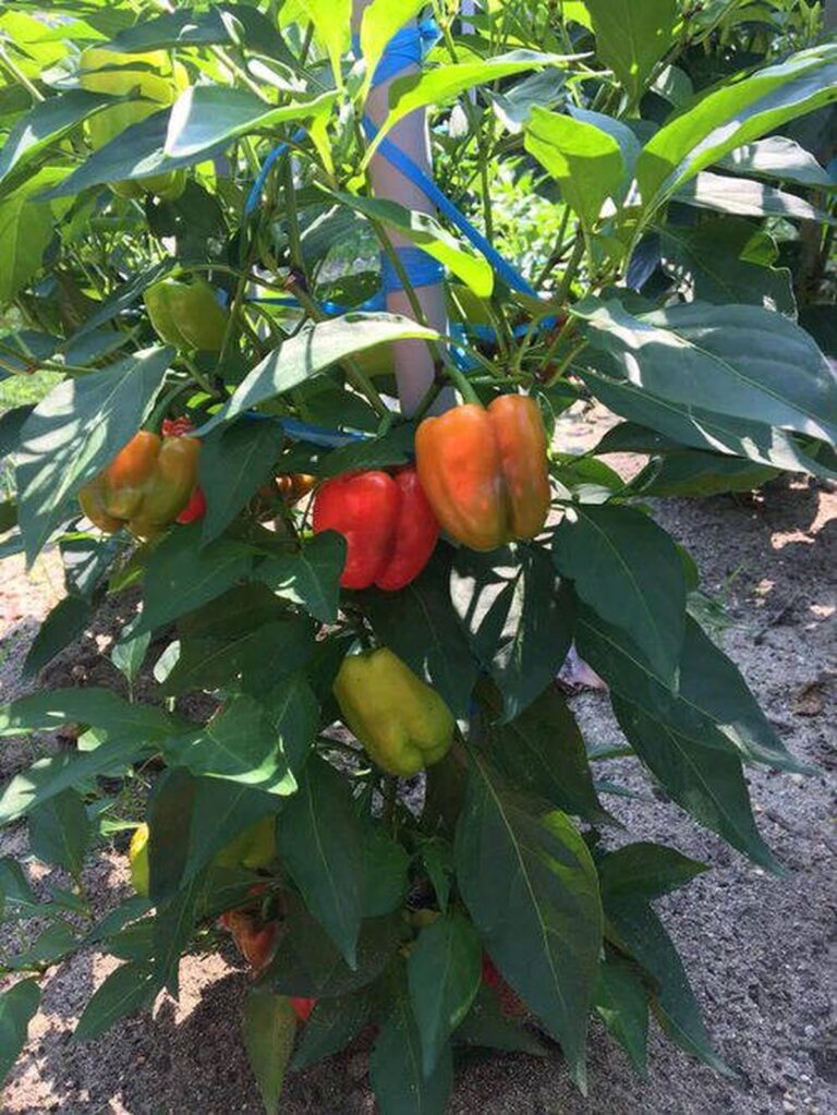 15 Stunning Ornamental Pepper Varieties: Can You Eat Them?